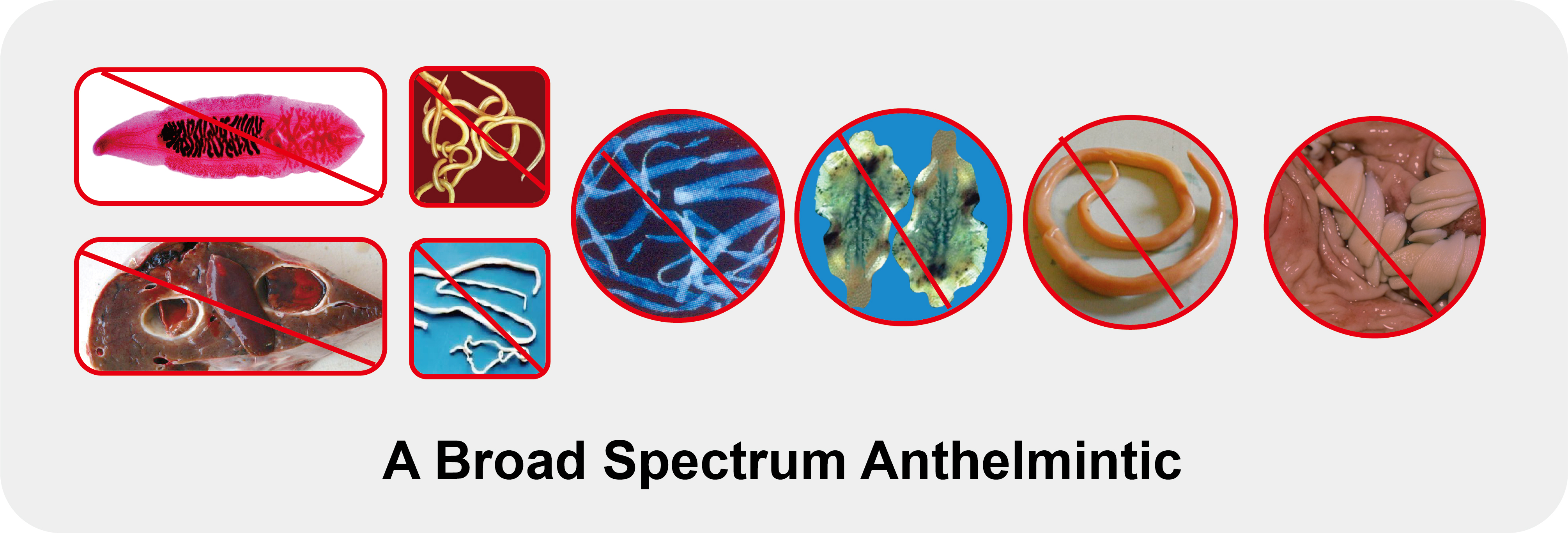 News - A Broad Spectrum Anthelmintic